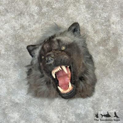 #29164 E | Reproduction Werewolf Taxidermy Shoulder Mount For Sale | eBay