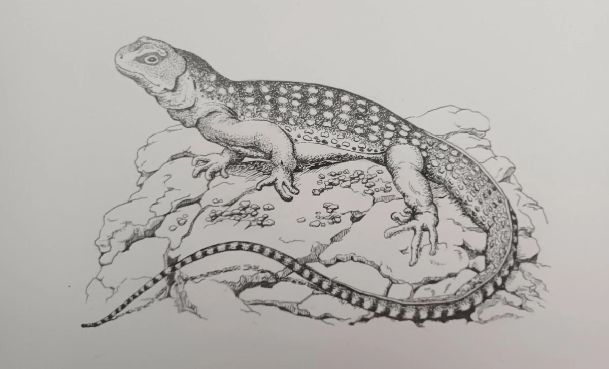 Realistic Lizard Drawing