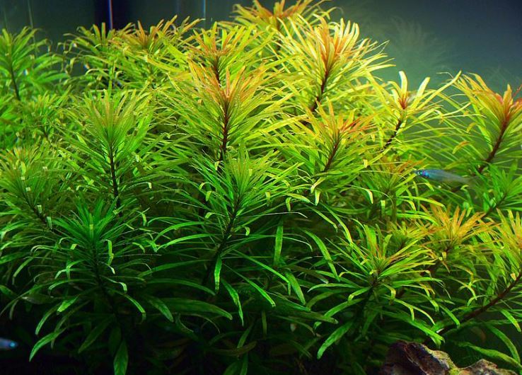 Ludwigia Inclinata Green
