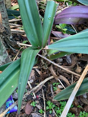 Small 6 in plant Tradescantia Spathacea BOUL de Mas Organic Bouldimas ...