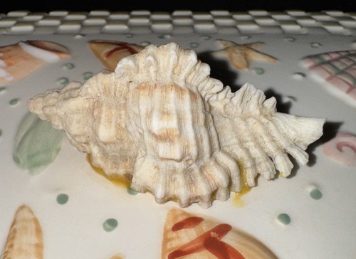 Temp-tations by Tara Summer Shells 2 QT Baking Dish with Cover ...