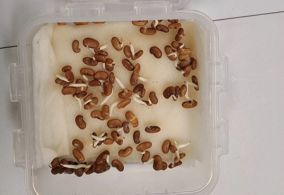 30+Red Hummingbird Tree Seeds, Sesbania grandiflora, Vegetable Tree ...