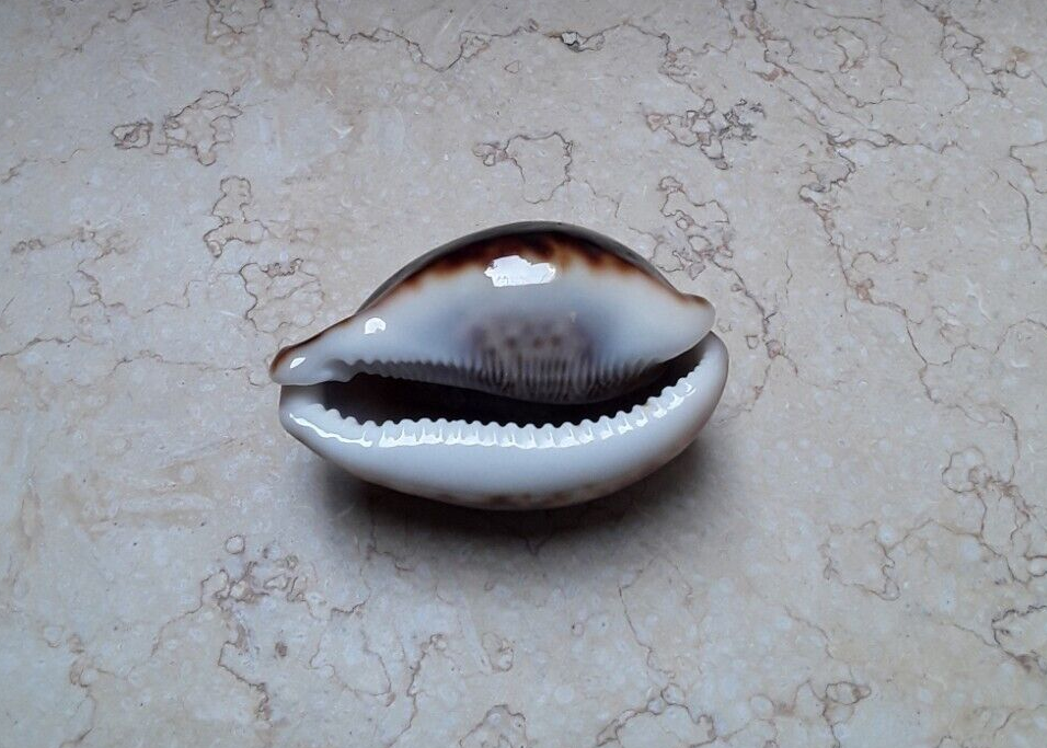 F Cypraea pantherina 90.6 mm F++++ F+++ VERY DARK RED COLOR RARE red ...