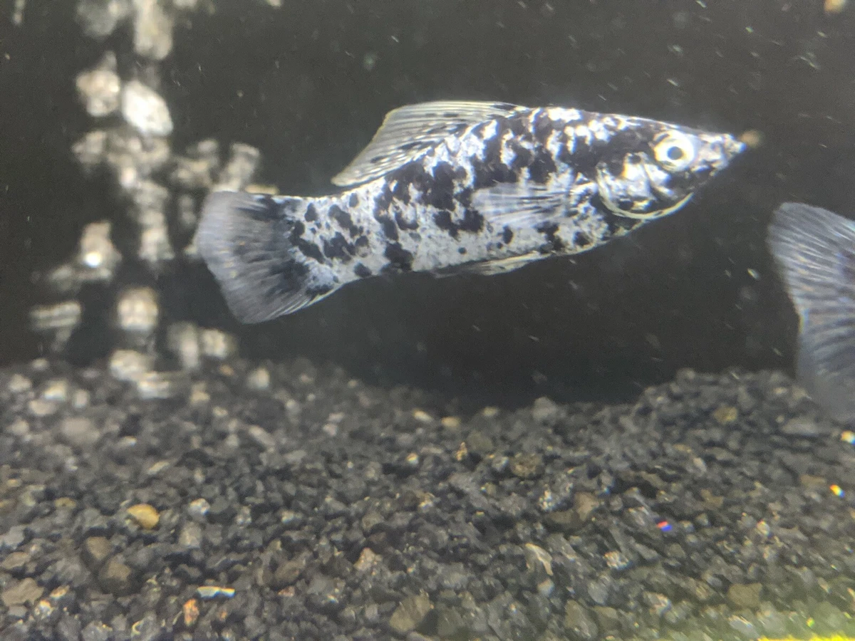 Dalmation Molly Fish