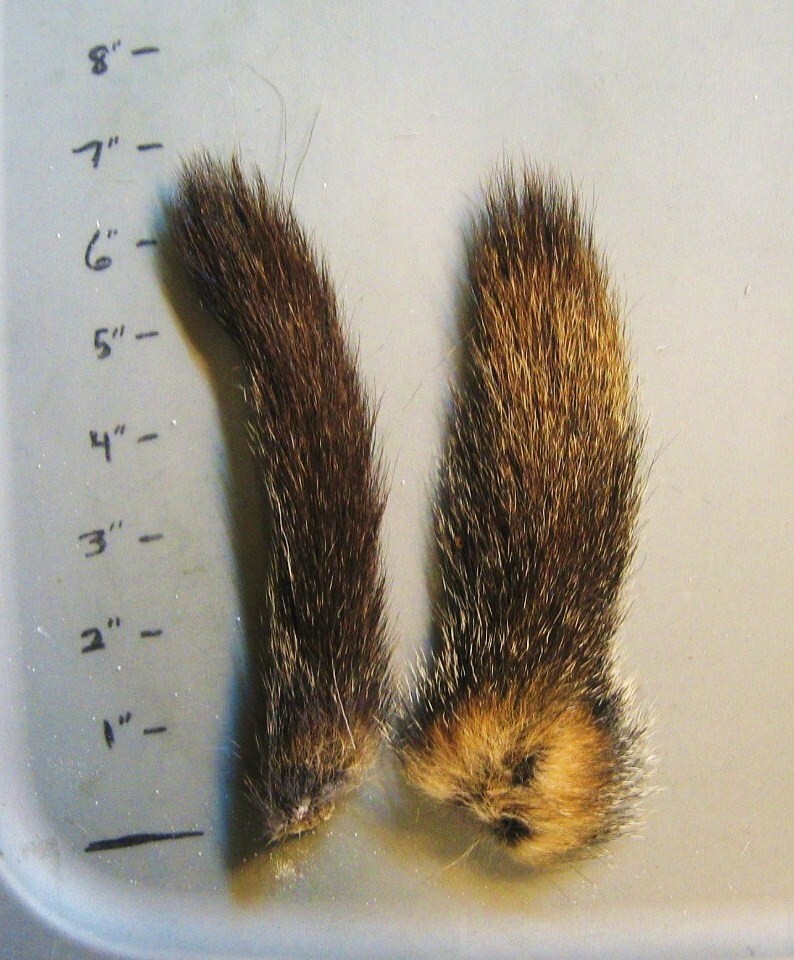 2 Woodchuck Tails..COMBINE SHIPPING | eBay