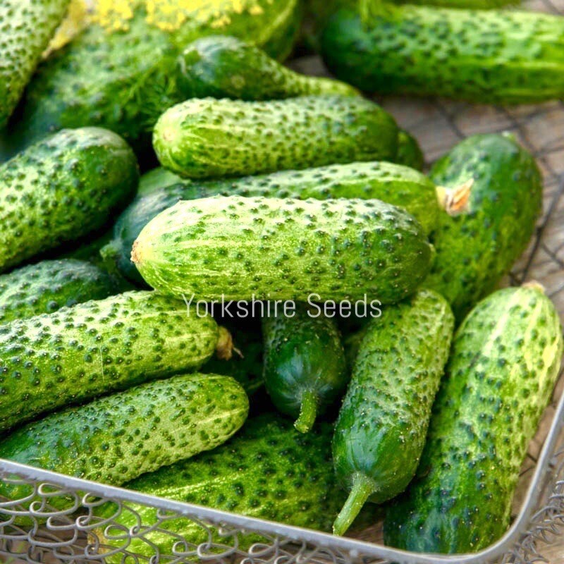 Gherkin F1 Adam Pickling Gherkin Cucumber - 20x Seeds - Vegetable | eBay