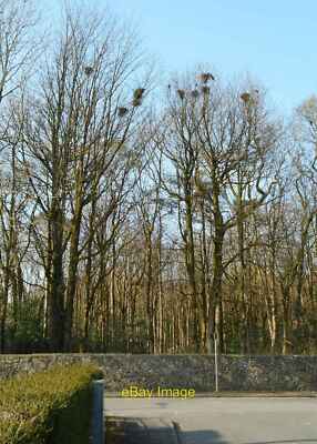 Photo 12x8 Rookery, Haughhead Clachan of Campsie A small rookery in ...