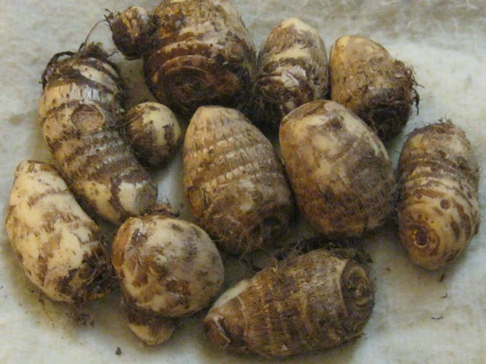 6 Taro Small 1" Roots Bulbs Elephant Ear Edible Aquatic Pond Live Plant ...