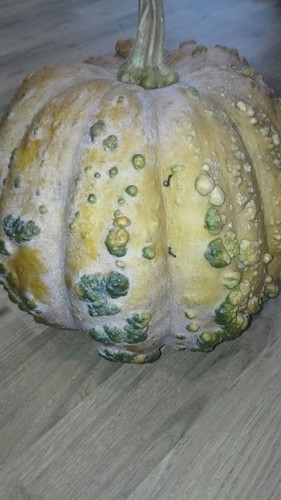 Musquee de Maroc Pumpkin - Squash - 5+ graines - MAROCAN HEIRLOOM ! C ...