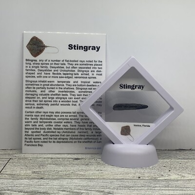 Stingray Prehistoric Barb Tail Spine Fossil in Display Case | eBay