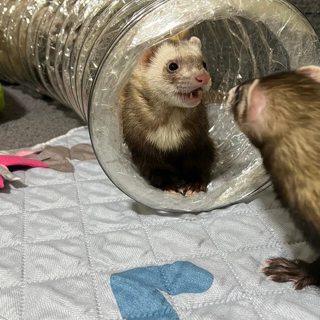 Best Ferret Toy EVER! Jumbo Ex Wide &Long Super Thru Way Crinkle Tunnel ...