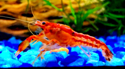 LIVE Mexican Dwarf Crayfish - Bright Orange!!! - Perfect for Smaller ...