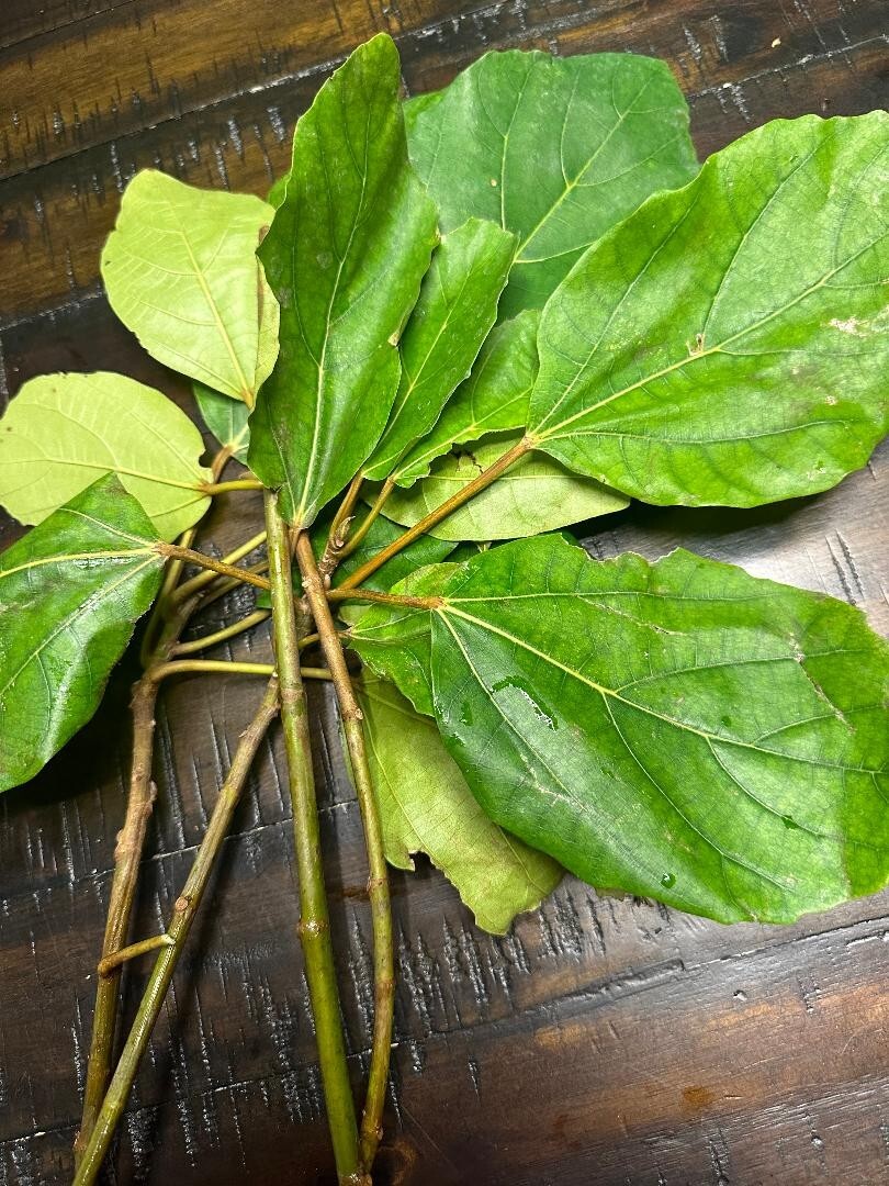 Rare Ficus capensis 3 cuttings- similar to pictured, not identical - no ...