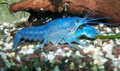 CRAYFISH One Live Invertebrate Medium 2.5"-3" ELECTRIC BLUE Freshwater ...