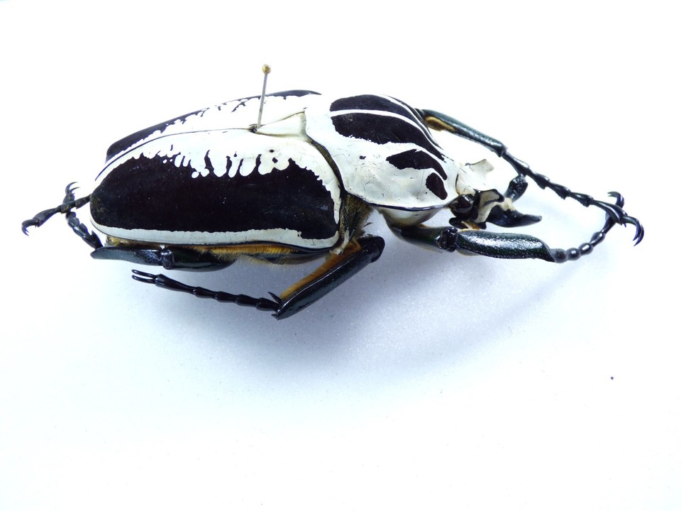 + ENTOMOLOGY, BEETLE: GOLIATHUS REGIUS MALE 92MM COTE D´IVOIRE OLD COLL ...