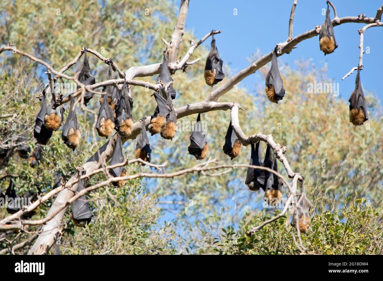 New Bat guano 5 lb fresh fast for the garden | eBay