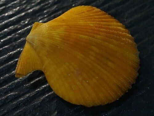 seashell Chlamys Senatoria 67.9 mm F+++/GEM " Beautiful DARK yellow ...