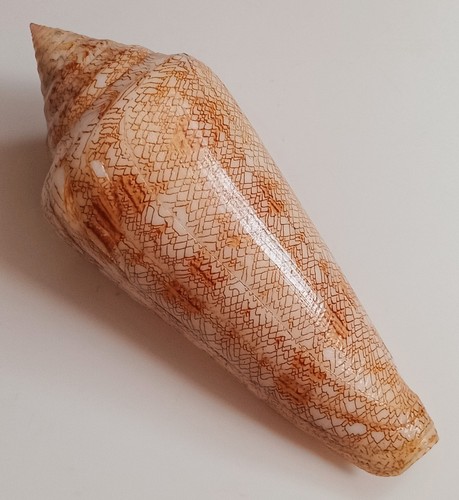 Sea shell Conus gloriamaris 117.8mm, F+++, BIG,nice pattern,RARE ...
