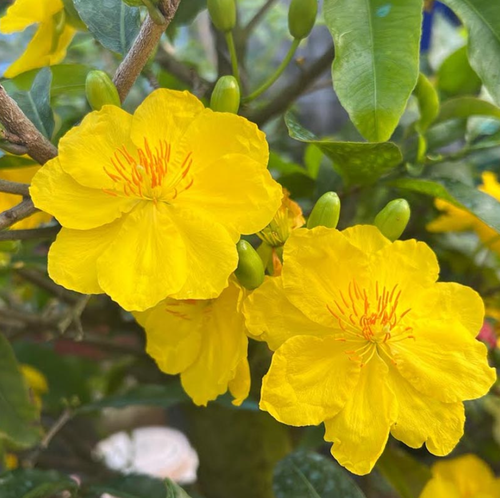 Ochna Integerrima – Yellow Mai Vang Bonsai – 12" Tall – 3-Gal ...