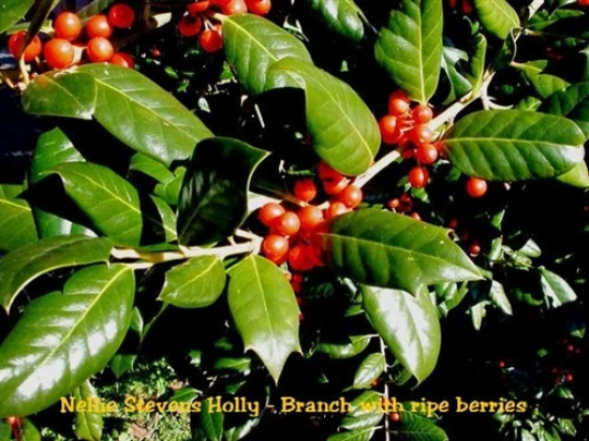 3 Nellie Stevens Holly Seedling/Sapling Privacy hedge ~ Bush ~ Tree | eBay