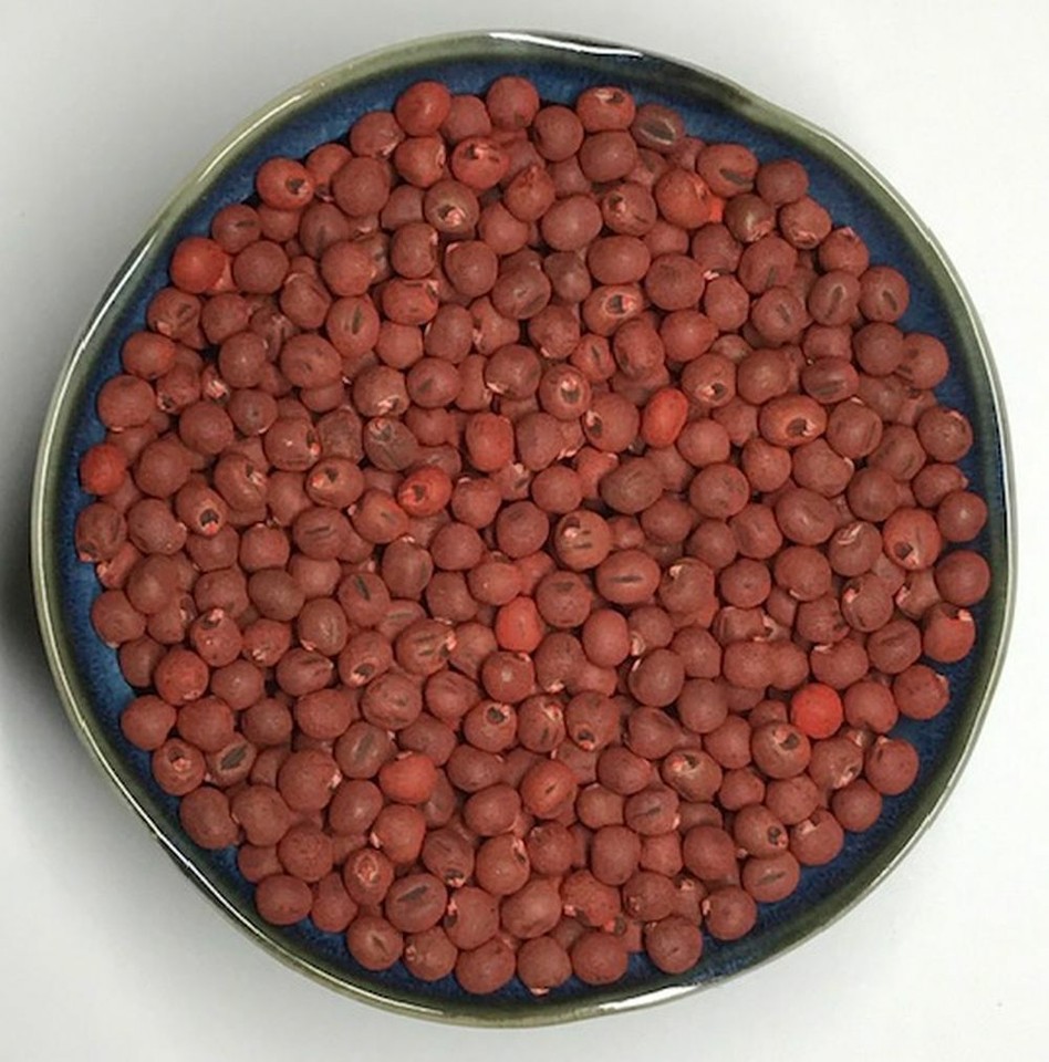 Emerald Green Velvet Okra Seed - Southern Gumbo Treated Seeds (0.25oz ...