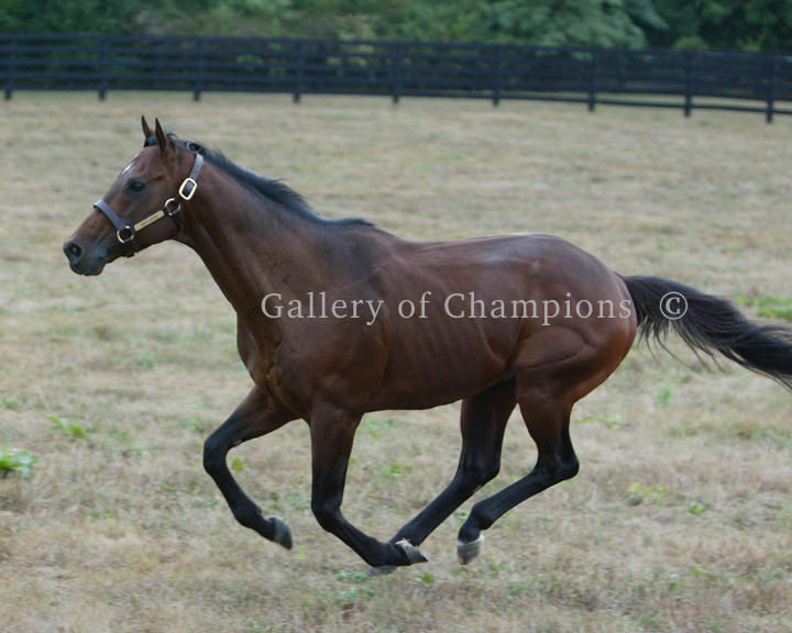 Ghostzapper Farm Photo 8" x 10 - 24" x 30" | eBay