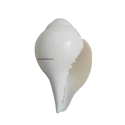 Natural Medium Blowing Shankh conch shells for Puja, Small Size Lakshmi ...
