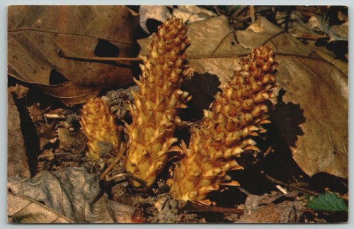 Vintage Postcard - Squaw Root - Conopholis Americana - Plant | eBay