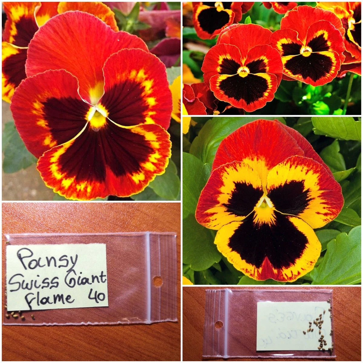 Red Pansy Flower