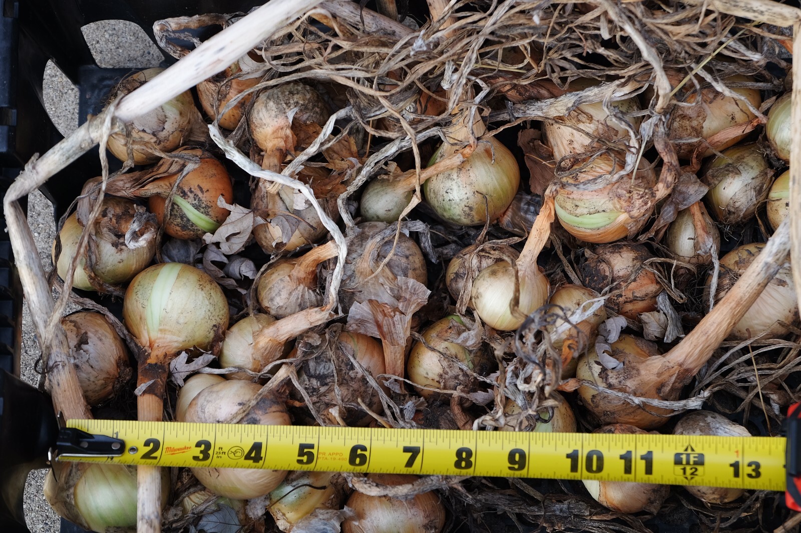 Green Mountain Potato Onion Seeds and Bulbs ~ Multiplier Onions | eBay