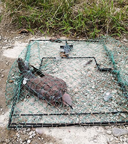 Pigeon Bird Trap Trapping Hunting Quail Cage Sparrow Spring Starling ...