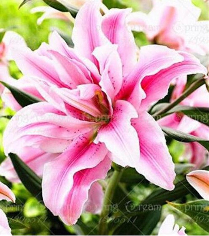 20 EXOTIC rare LILY SEEDS for garden flower perennial plant beds USA ...