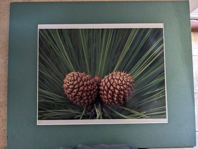 Pine Cone Photographic Print | eBay