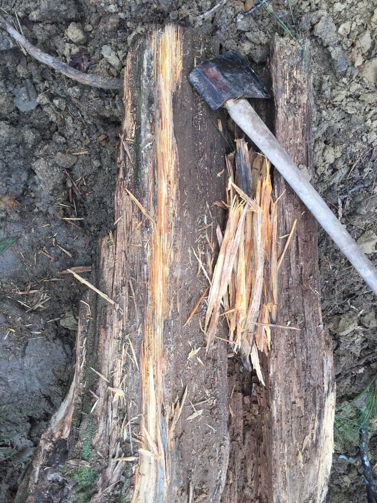 Alabama Heart Pine fat lighter fatwood Kindling Wood Fire Starters | eBay