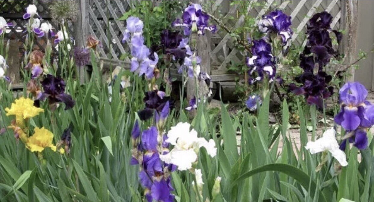 Bearded Iris mixed colors 25 Bulbs Rhizomes Sprouts Flowers Perennial ...