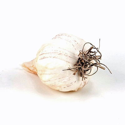Artificial Garlic Decorative Fake Vegetable, Box of 12 | eBay