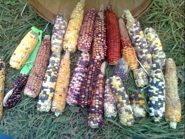 50 INDIAN MINI MIX CORN Miniature 4" Ears Ornamental Zea Mays Vegetable ...