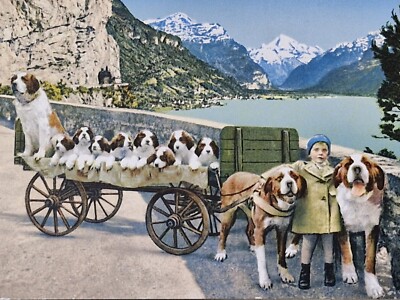 Boy With St. Bernards Dogs & Trailor, Switzerland, Vintage Postcard ...