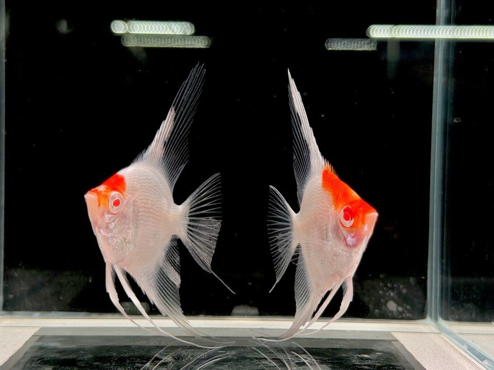 Pack Of 3 - LIVE Aquarium longfin Leopard Angelfish - 1.5 to 2 inch ...