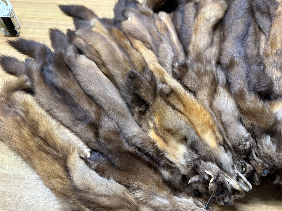 Tanned Sable # 2 Grade Hide Fur Coats Trapping | eBay