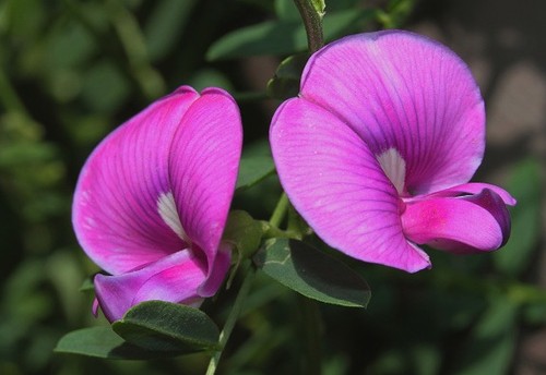 Swainsona galegifolia - Darling Pea - 30 Seeds | eBay Australia