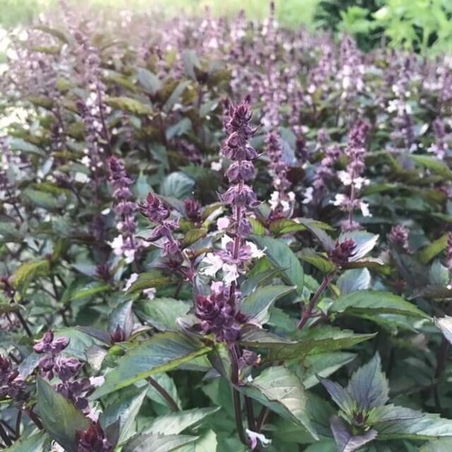 Basil Variety: Amethyst, Dark Opal, Aromatto (50+ seeds for each ...
