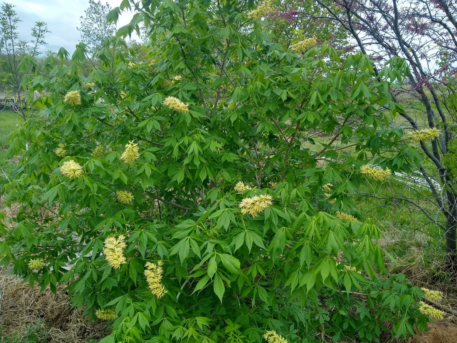 Texas Buckeye Seed ~ Native Tree ~ 3 to 100 Fresh Seeds | eBay