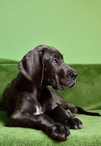 GREAT DANE *2X3 FRIDGE MAGNET* DOG PET MAN'S BEST FRIEND K9 PUPPY TALL ...