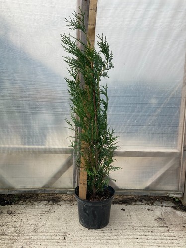 25 Western Red Cedar (Thuja Atrovirens) 7.5L Evergreen Hedging Plants ...