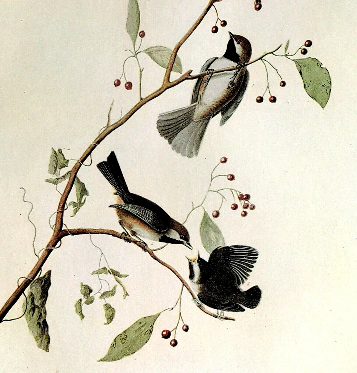 John James Audubon Drawings