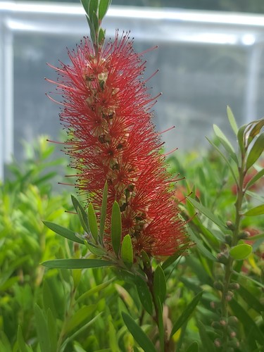 Red Cluster Bottlebrush "Callistemon Citrinus" Quart Pot Live Plant | eBay