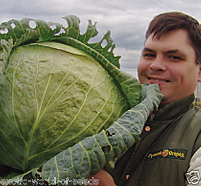 CABBAGE GIANT MASSIVE CABBAGE SEEDS - XXL SIZE HEADS UPTO 15 KG WORLD ...