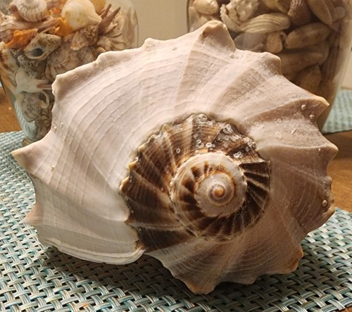 8x4 Florida Lightning Whelk Seashell | eBay