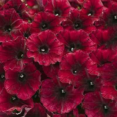 Supertunia' Red Petunia Flower Seeds - 25 Seeds for planting Free ...